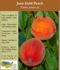JUNE GOLD PEACH - Backbone Valley Nursery