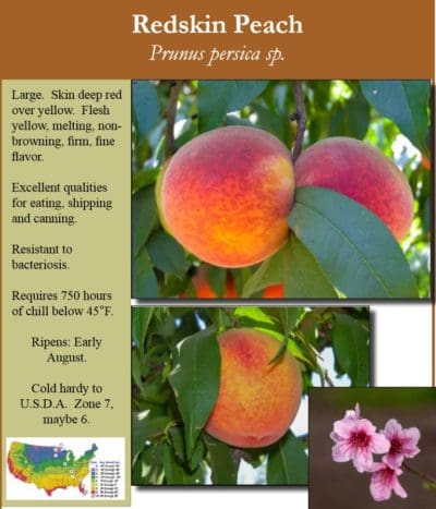REDSKIN PEACH - Backbone Valley Nursery