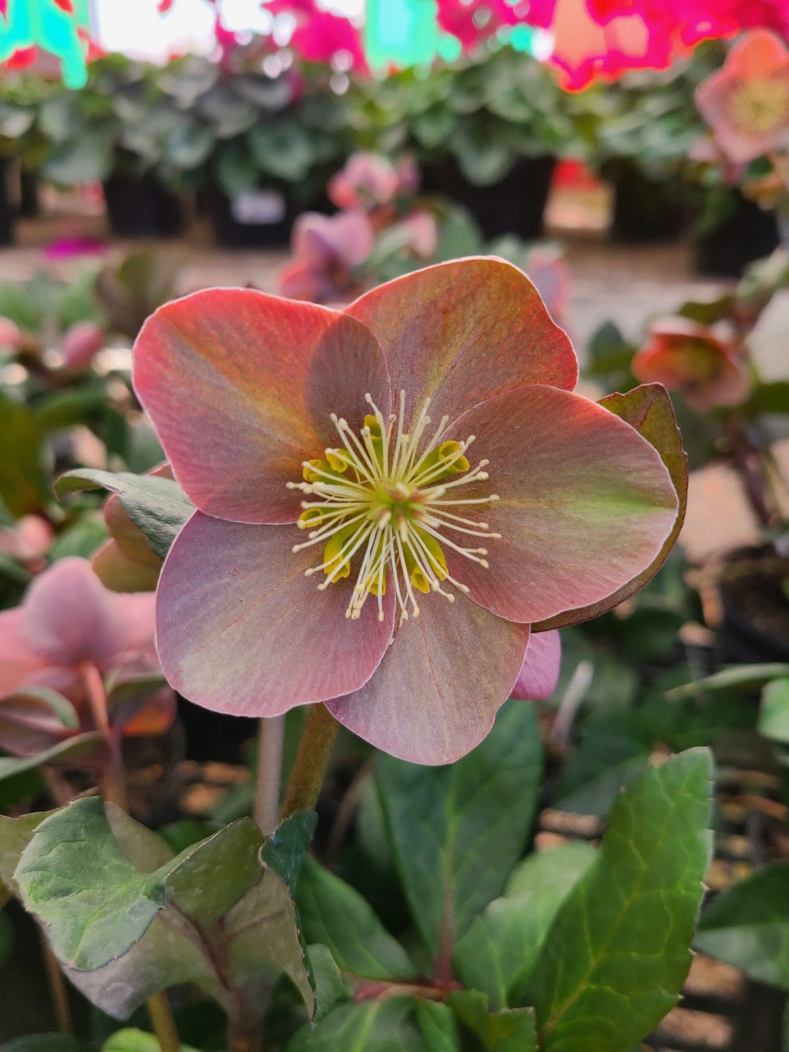 Lenten Rose for Winter Blooms - Backbone Valley Nursery
