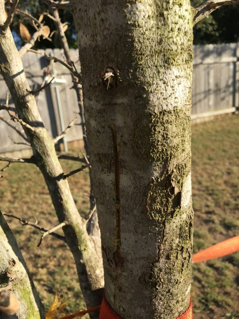 Sick Tree Care - Backbone Valley Nursery