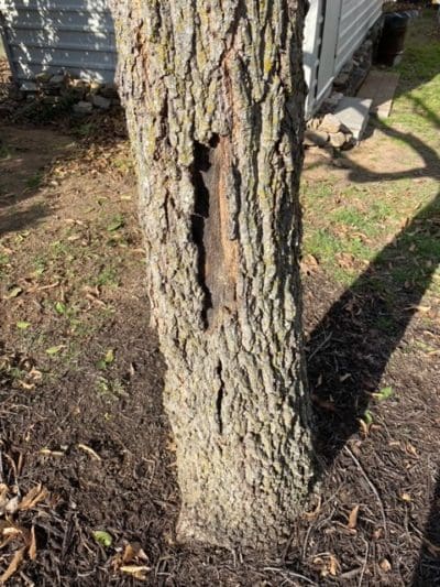 Sick Tree Care - Backbone Valley Nursery