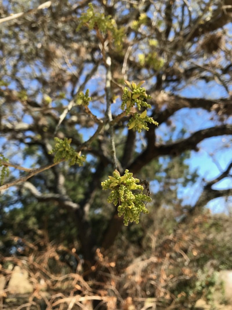 One Month After the Freeze - Backbone Valley Nursery