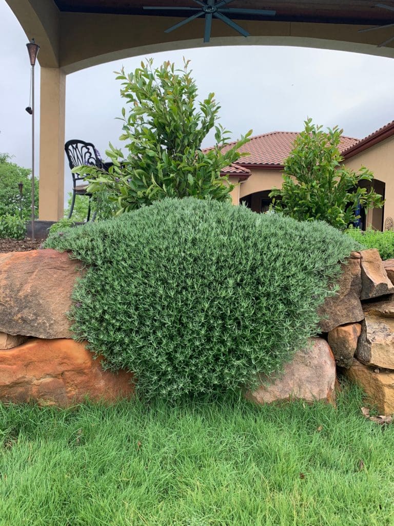 germander creeping - Backbone Valley Nursery