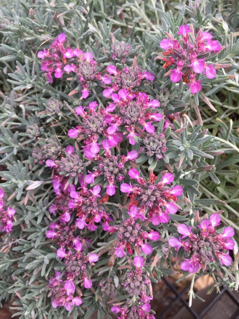 germander creeping blooms2 - Backbone Valley Nursery
