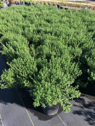 Germanders for The Garden - Backbone Valley Nursery