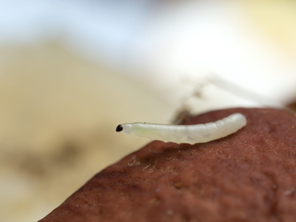 Fungus Gnats in Houseplants - Backbone Valley Nursery