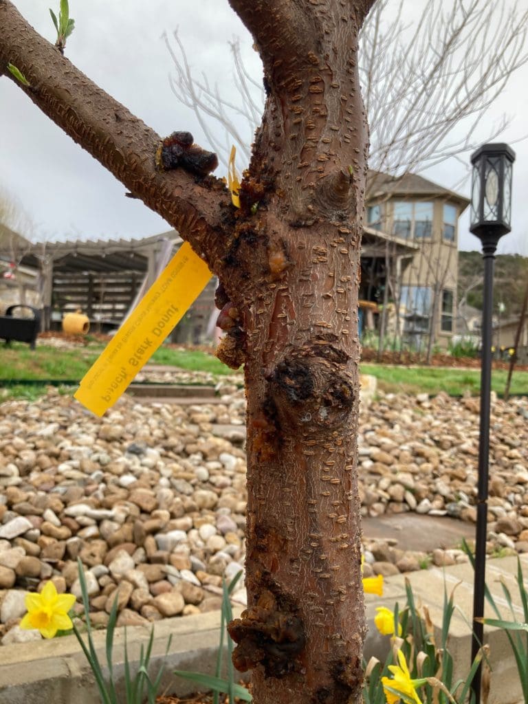 Gummosis in Fruit Trees - Backbone Valley Nursery