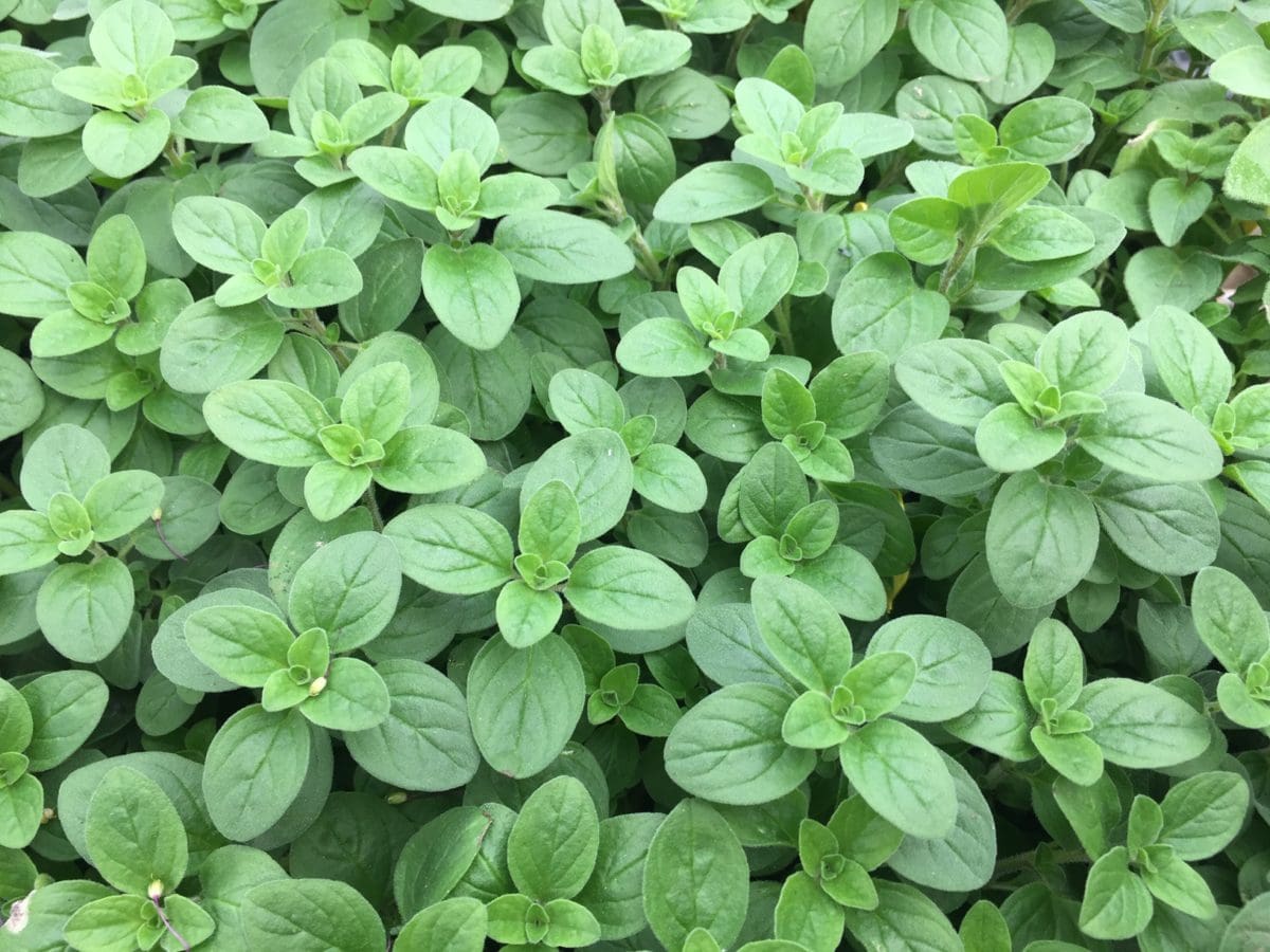 OREGANO, ITALIAN - Backbone Valley Nursery