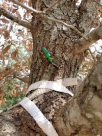 Borers in Shade Trees - Backbone Valley Nursery