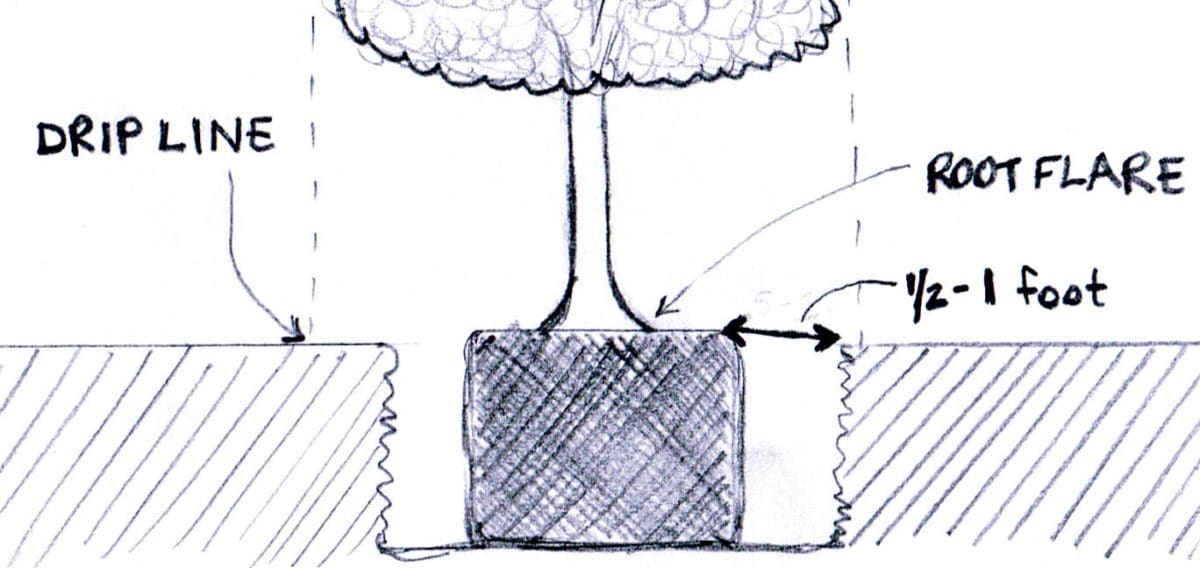 Borers in Shade Trees - Backbone Valley Nursery