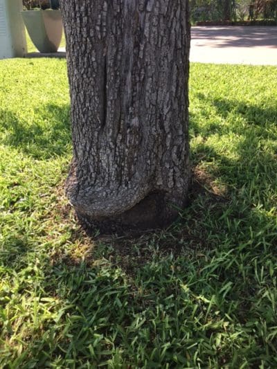 Borers in Shade Trees - Backbone Valley Nursery
