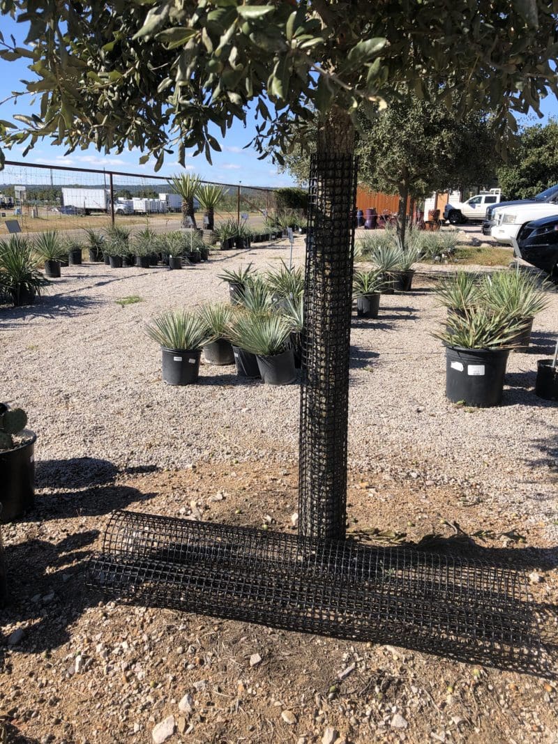 Borers in Shade Trees - Backbone Valley Nursery