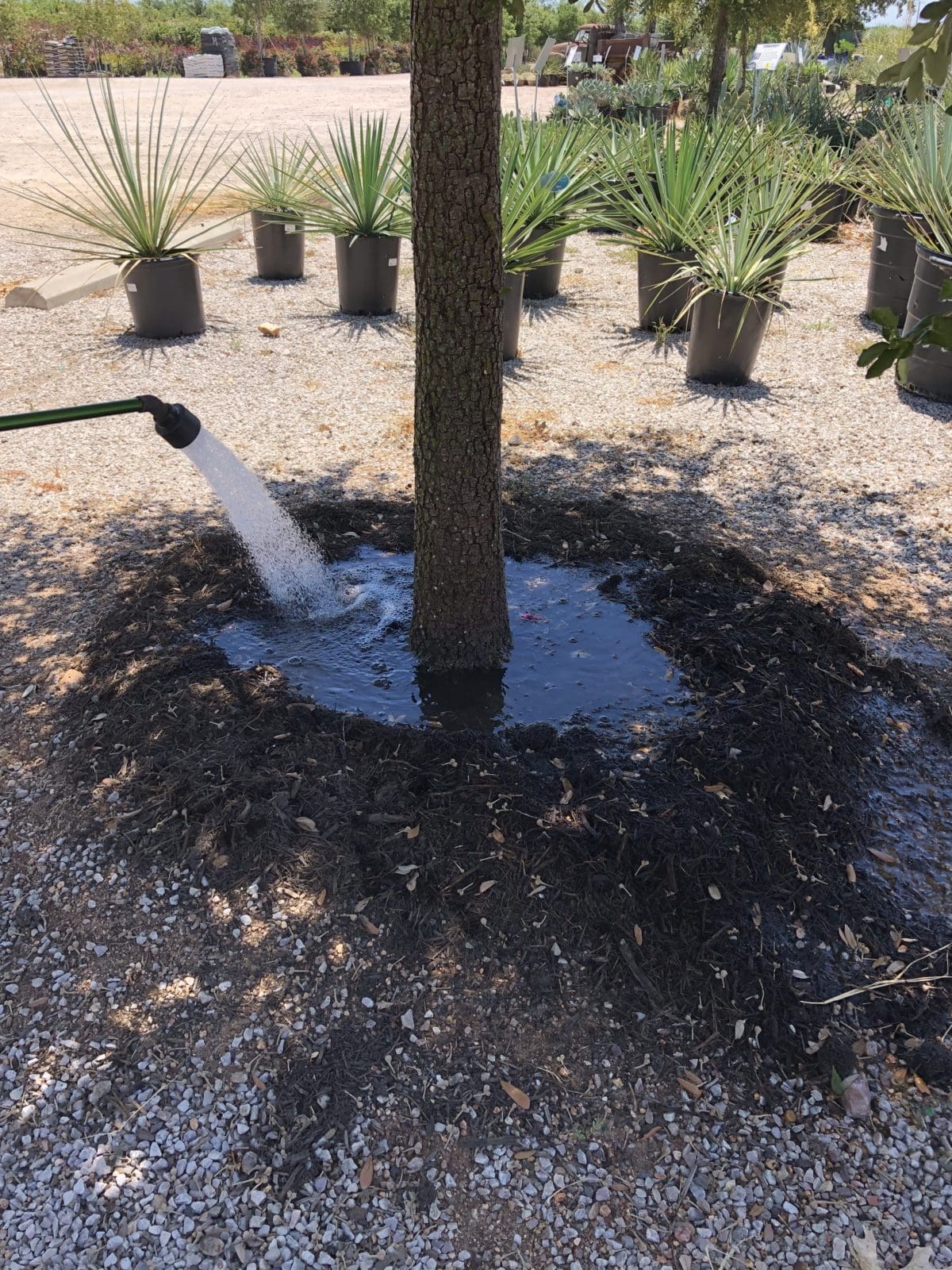 Borers in Shade Trees - Backbone Valley Nursery