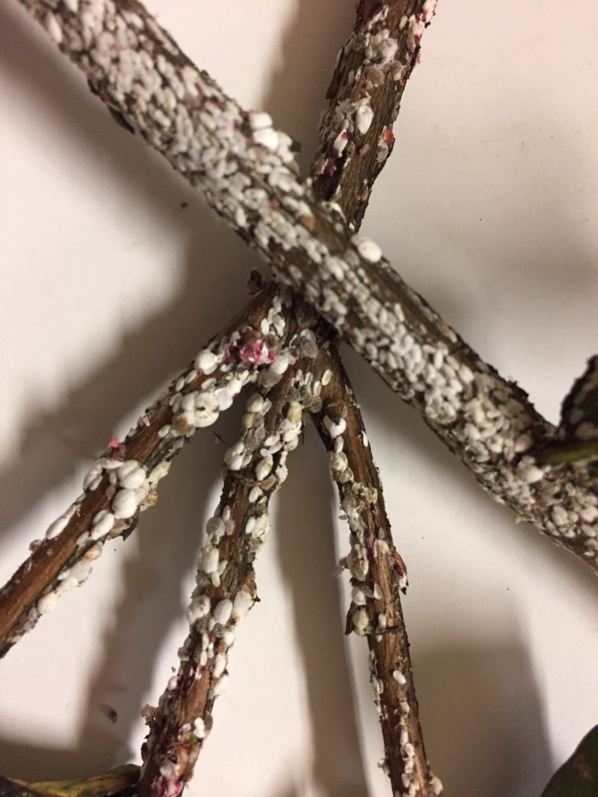 Crape Myrtle Bark Scale - Backbone Valley Nursery