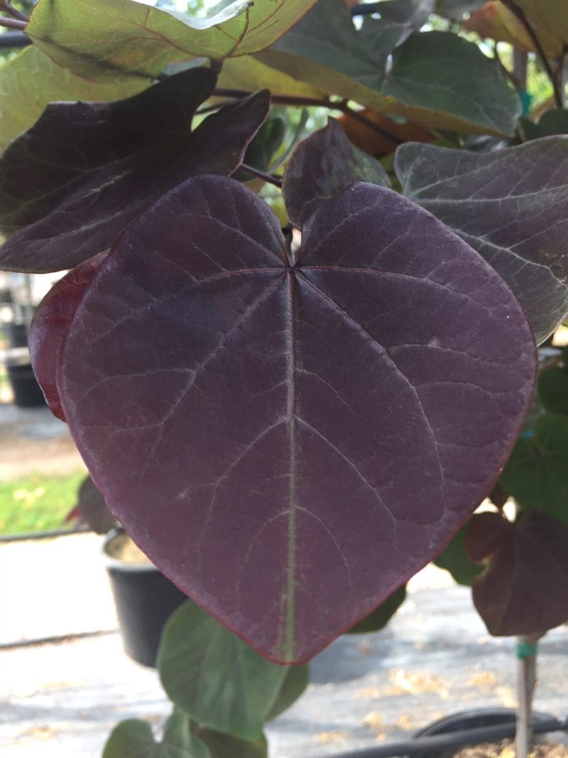 redbud merlot leaf close - Backbone Valley Nursery