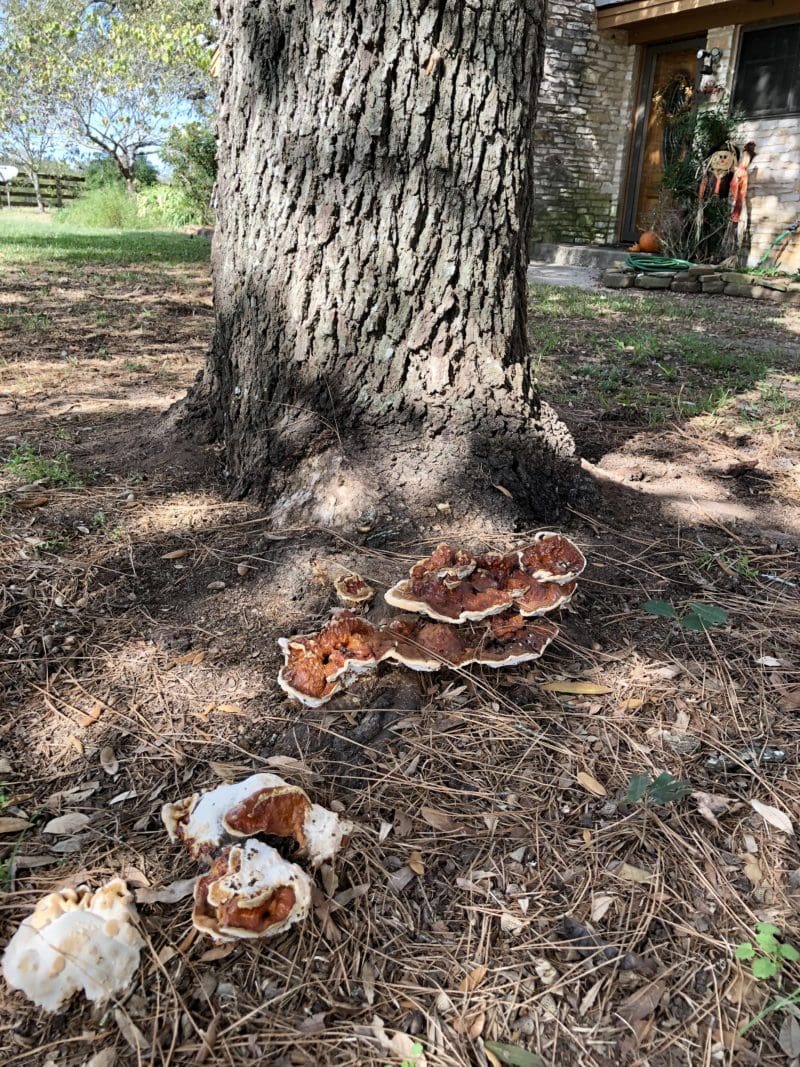 Ganoderma Butt Rot - Backbone Valley Nursery