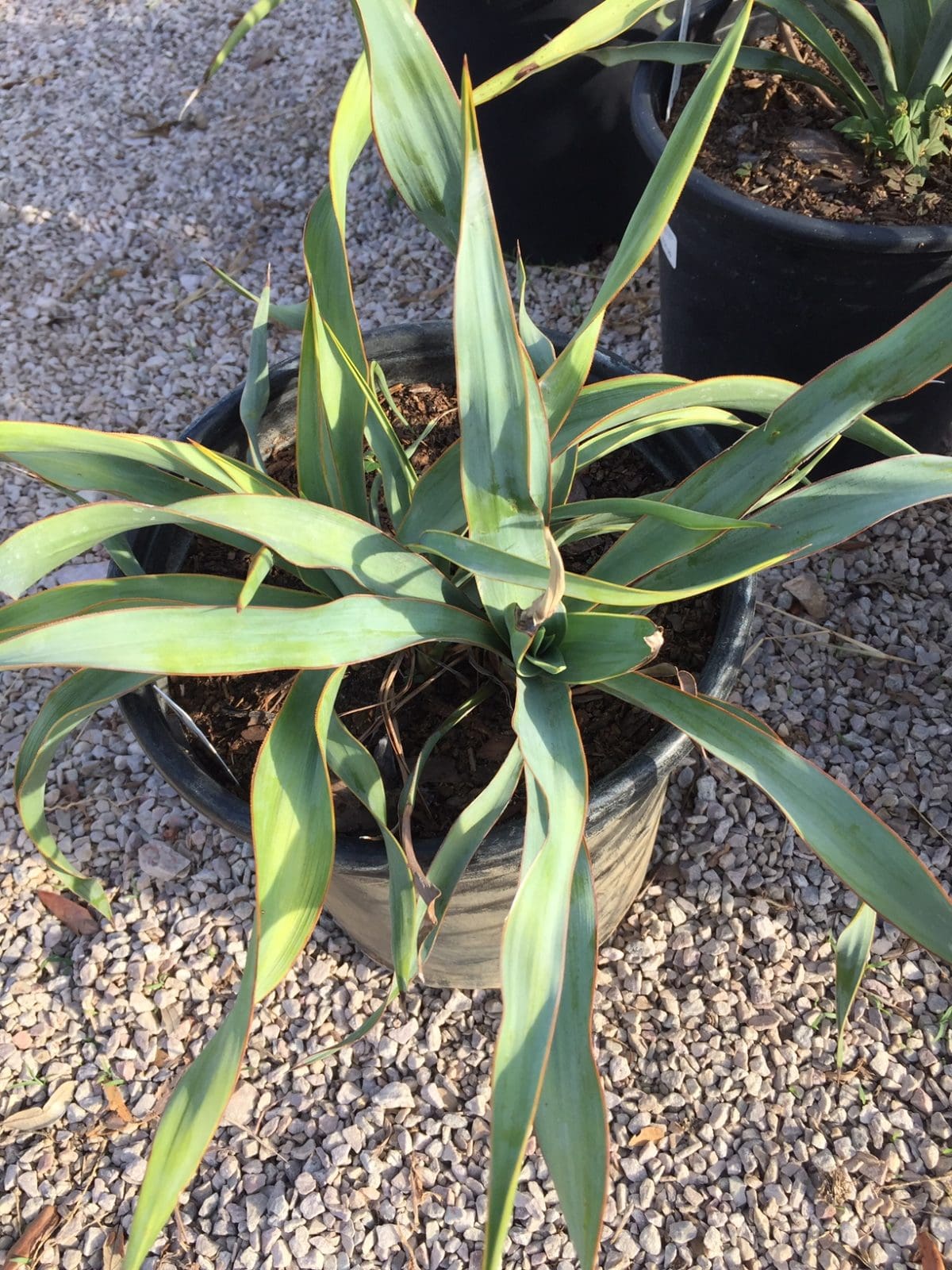 TWISTLEAF YUCCA - Backbone Valley Nursery