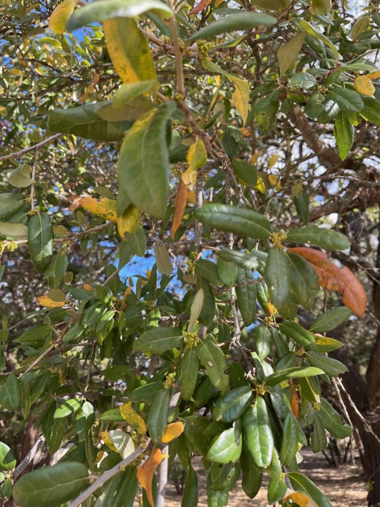 Why Do Live Oaks Look So Bad This Spring? - Backbone Valley Nursery