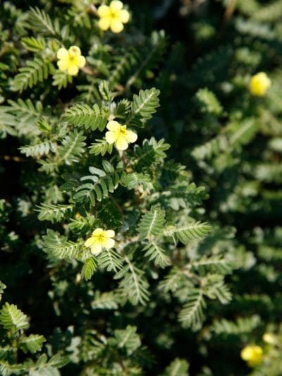 Sticker Bur Control - Backbone Valley Nursery