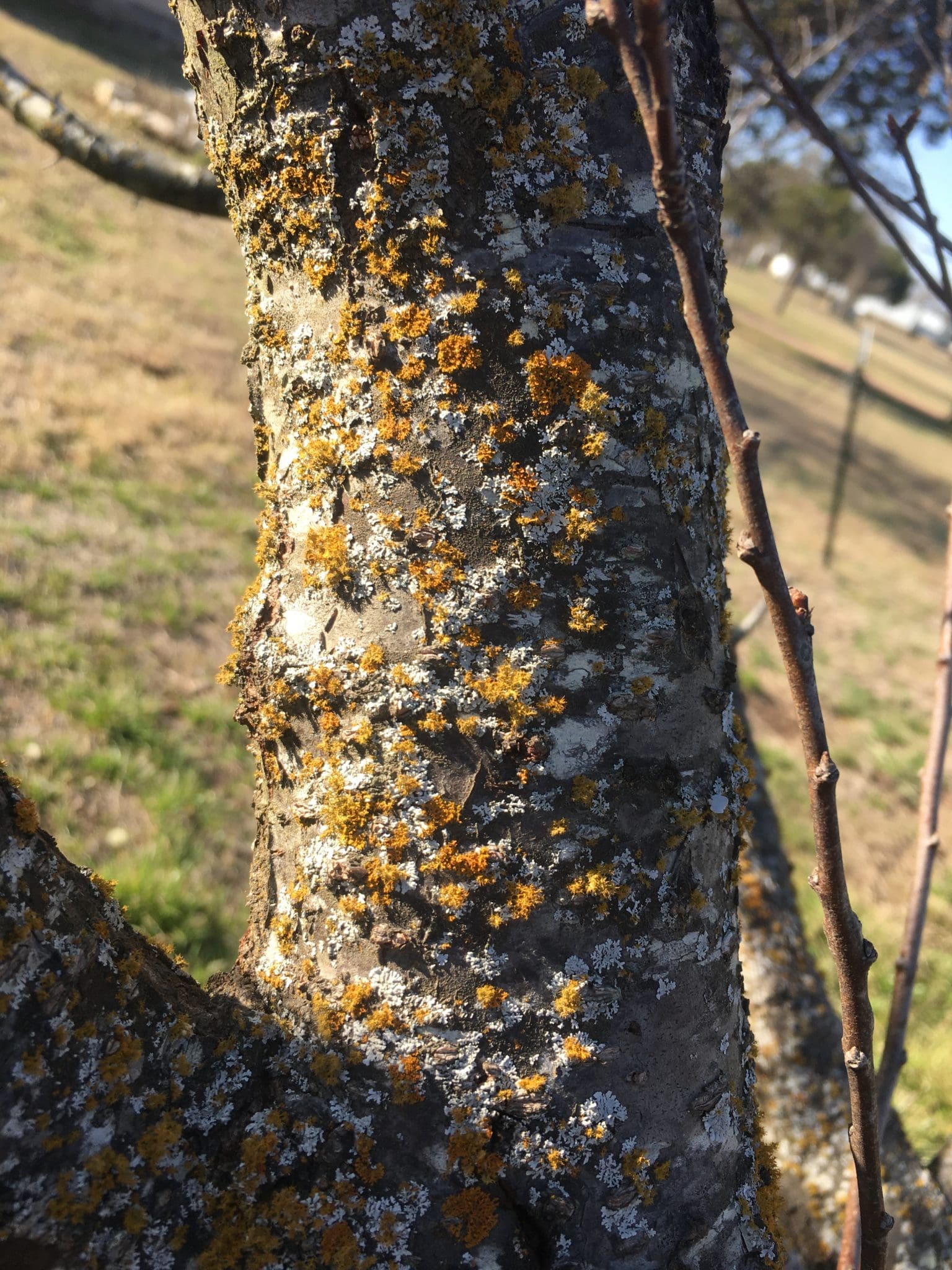 Lichens on Tree Bark - Backbone Valley Nursery