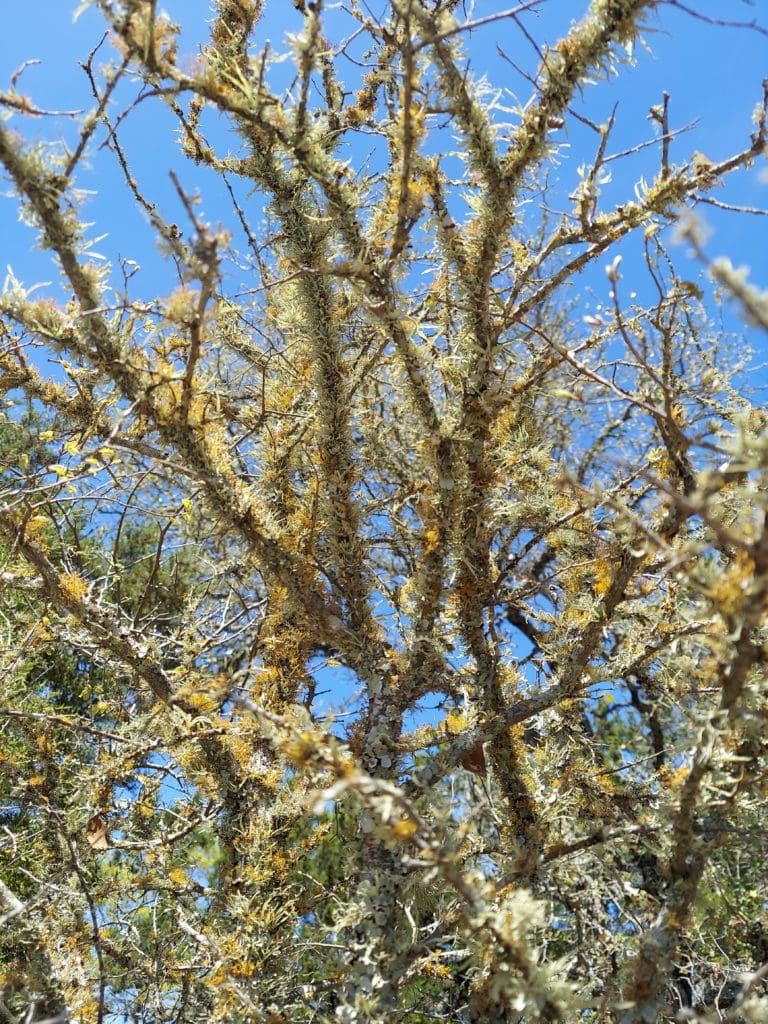 Lichens on Tree Bark - Backbone Valley Nursery