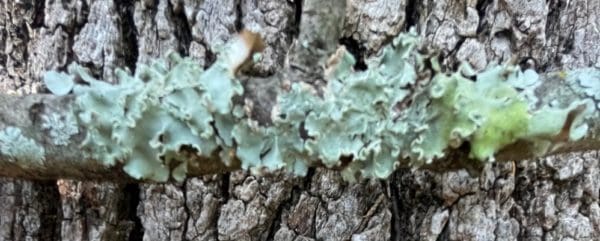 Lichens on Tree Bark - Backbone Valley Nursery