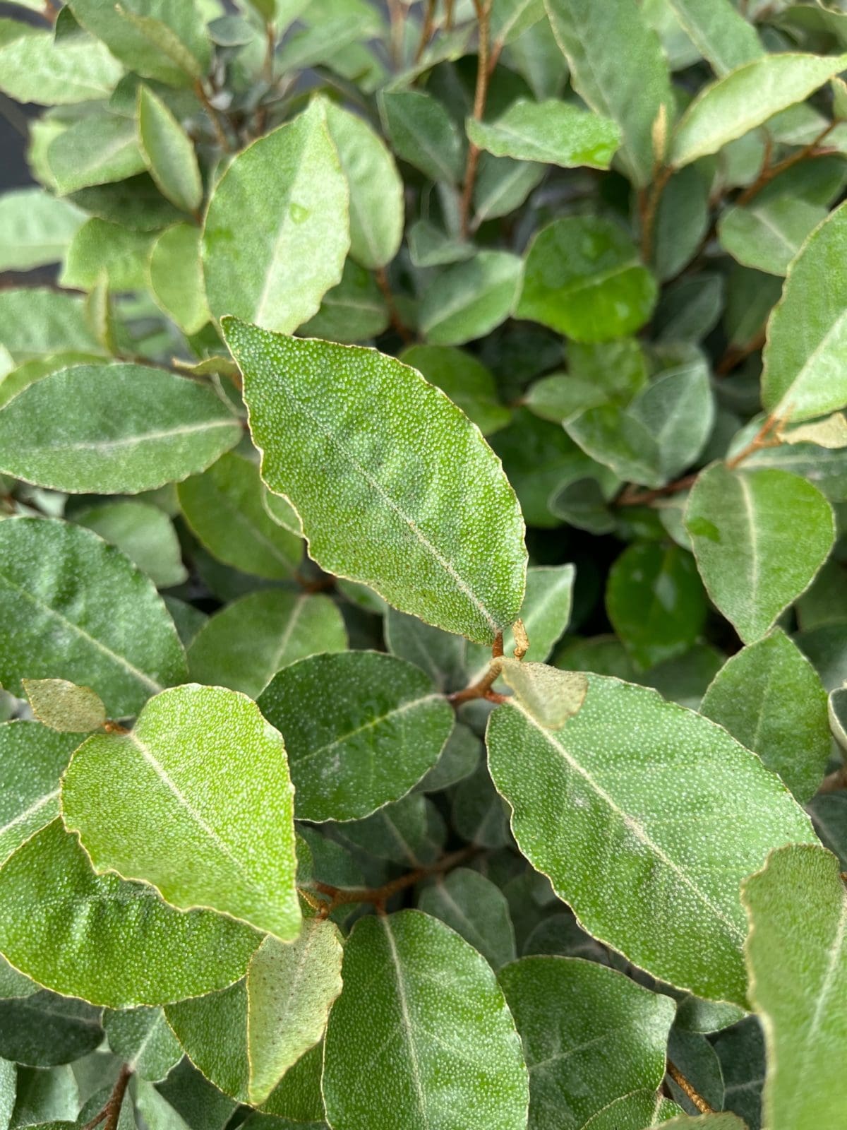 ELAEAGNUS - Backbone Valley Nursery