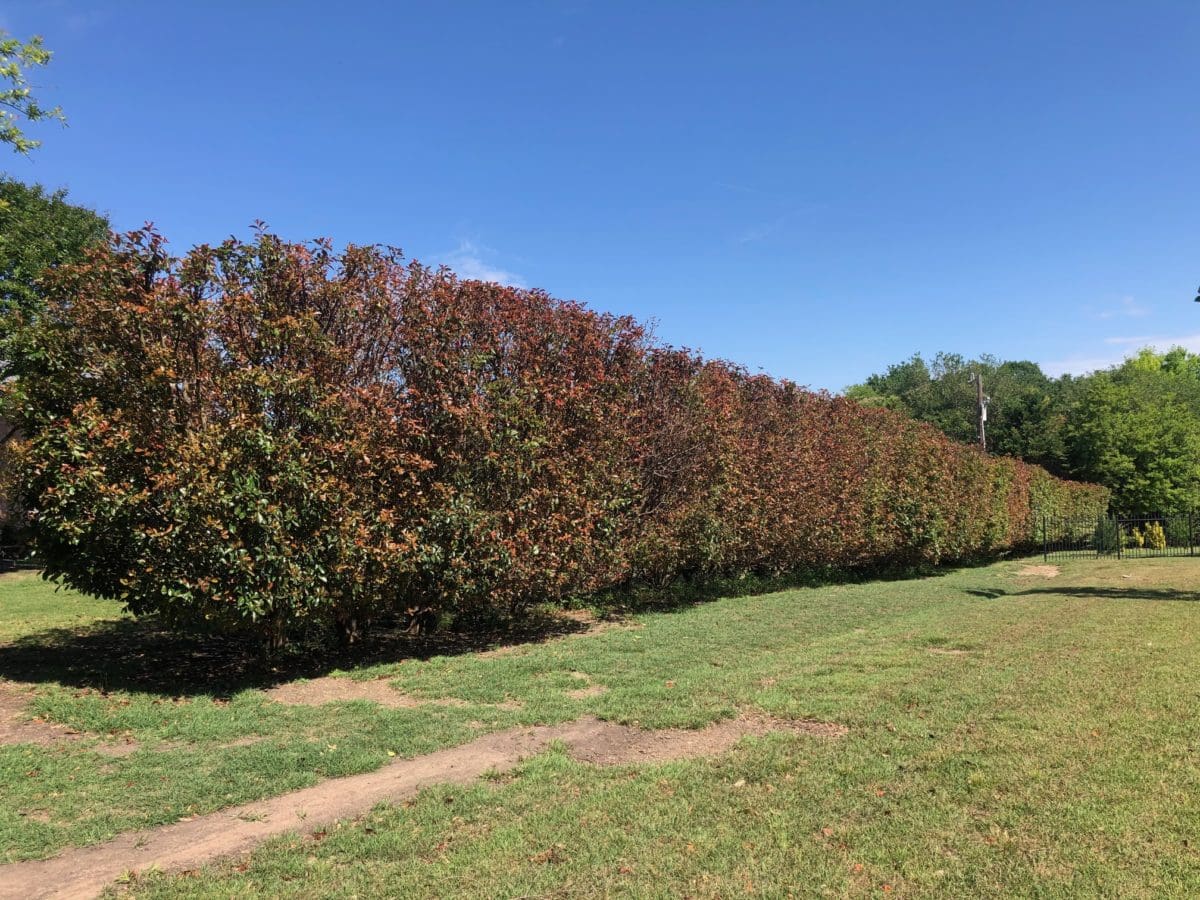 Screening Basics - Backbone Valley Nursery