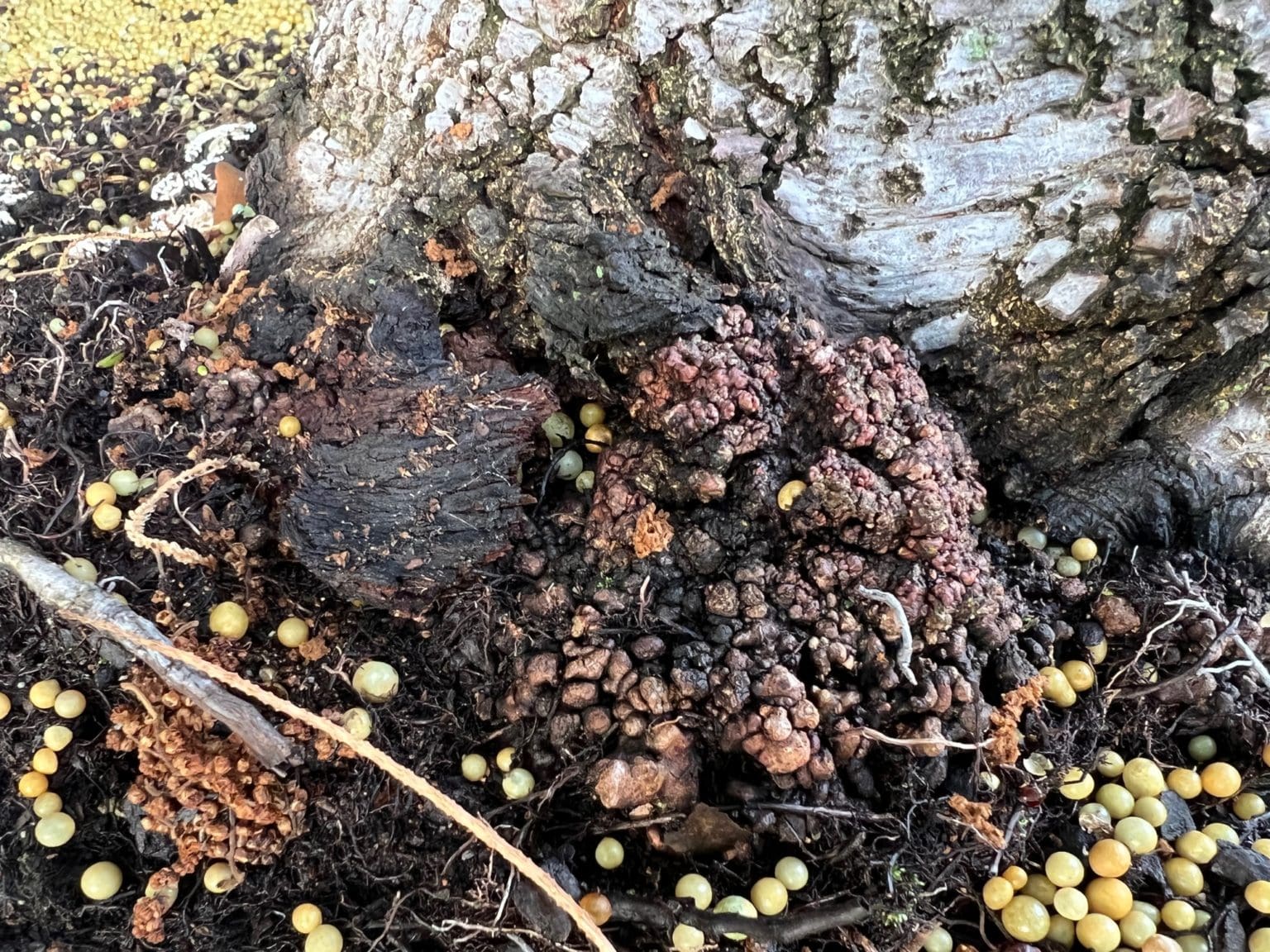 Galls - Backbone Valley Nursery
