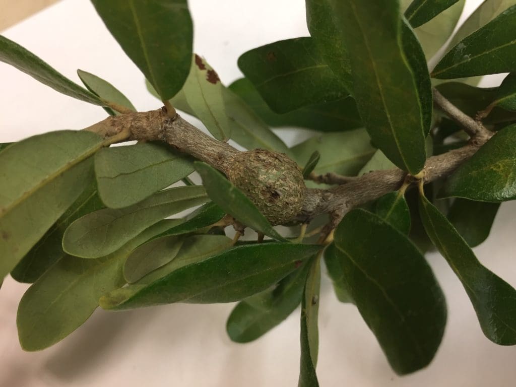gall on oak4 - Backbone Valley Nursery