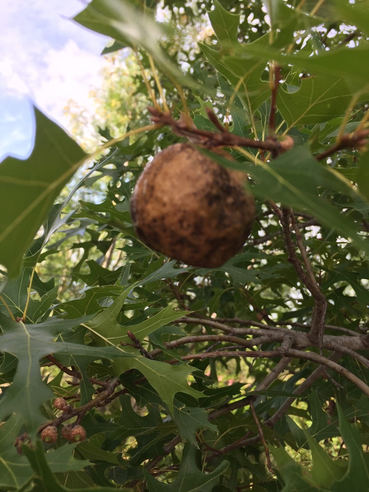gall wool sower - Backbone Valley Nursery
