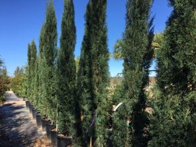 italian cypress - Backbone Valley Nursery