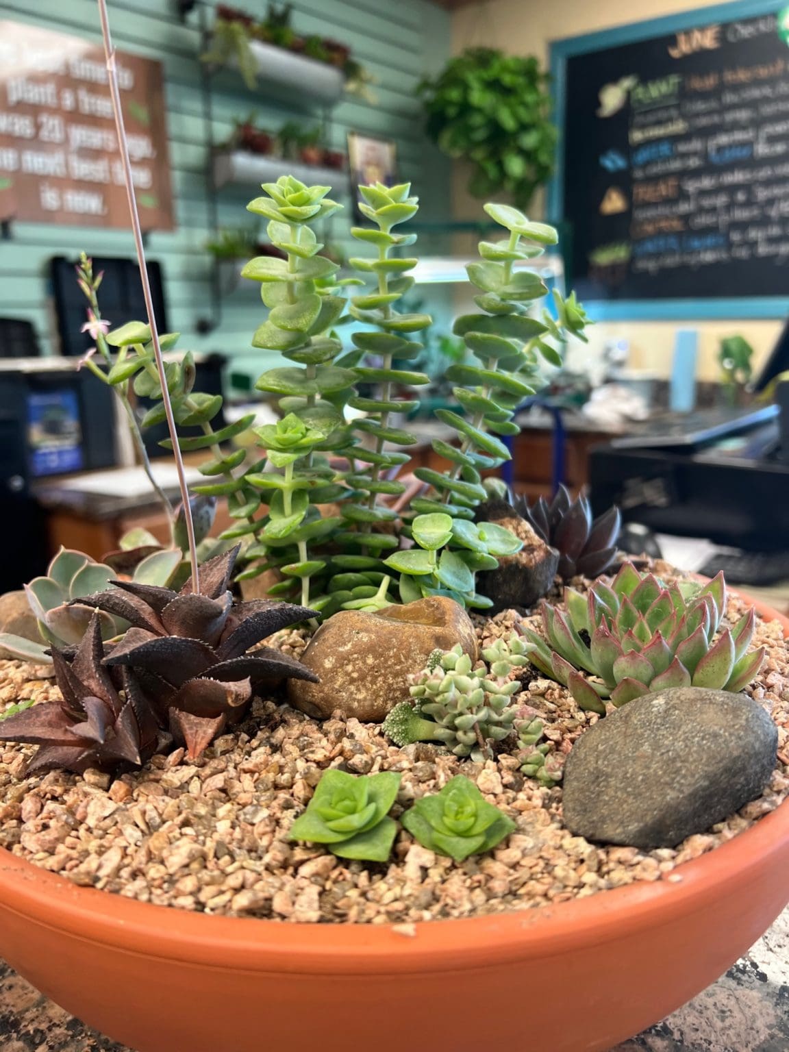 Succulent Bowls Step by Step - Backbone Valley Nursery