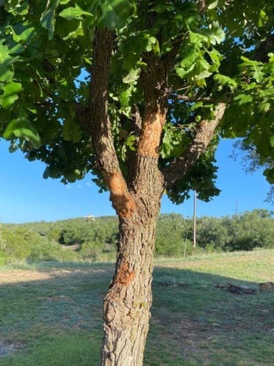 Porcupine Damage to Trees - Backbone Valley Nursery