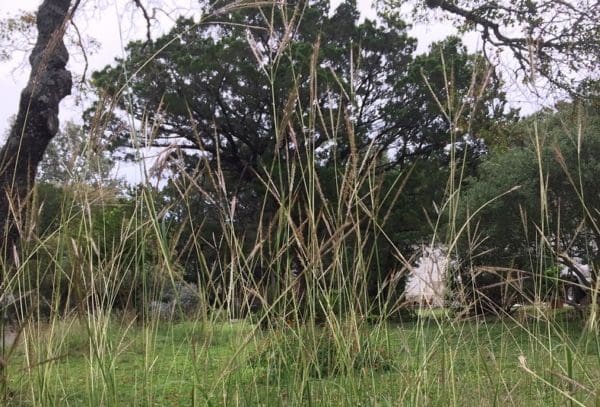 King Ranch Bluestem - Backbone Valley Nursery