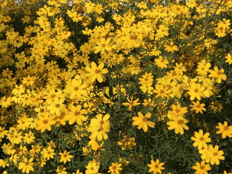 Native Perennials for Central Texas - Backbone Valley Nursery