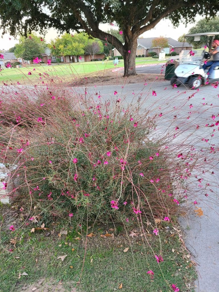 gaura pink - Backbone Valley Nursery