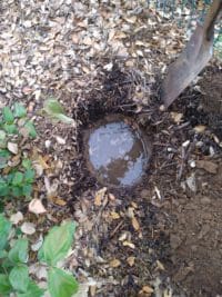 How to Check Soil Drainage - Backbone Valley Nursery