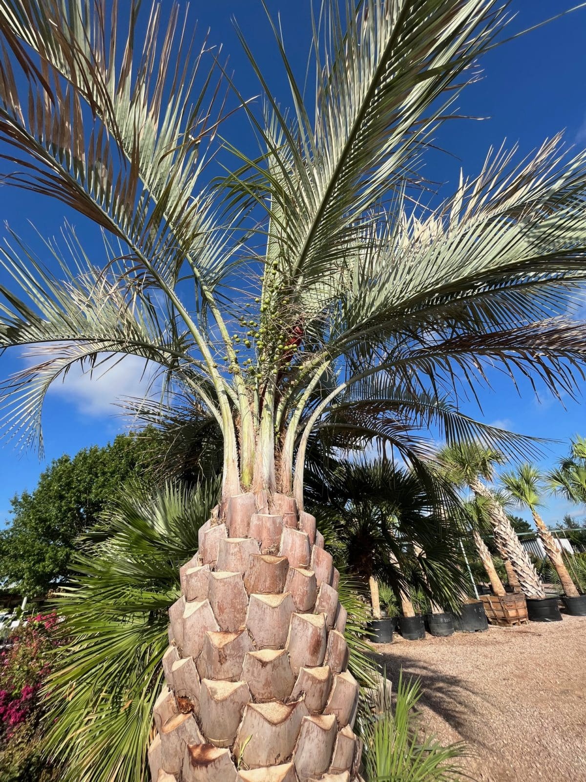 PINDO PALM - Backbone Valley Nursery