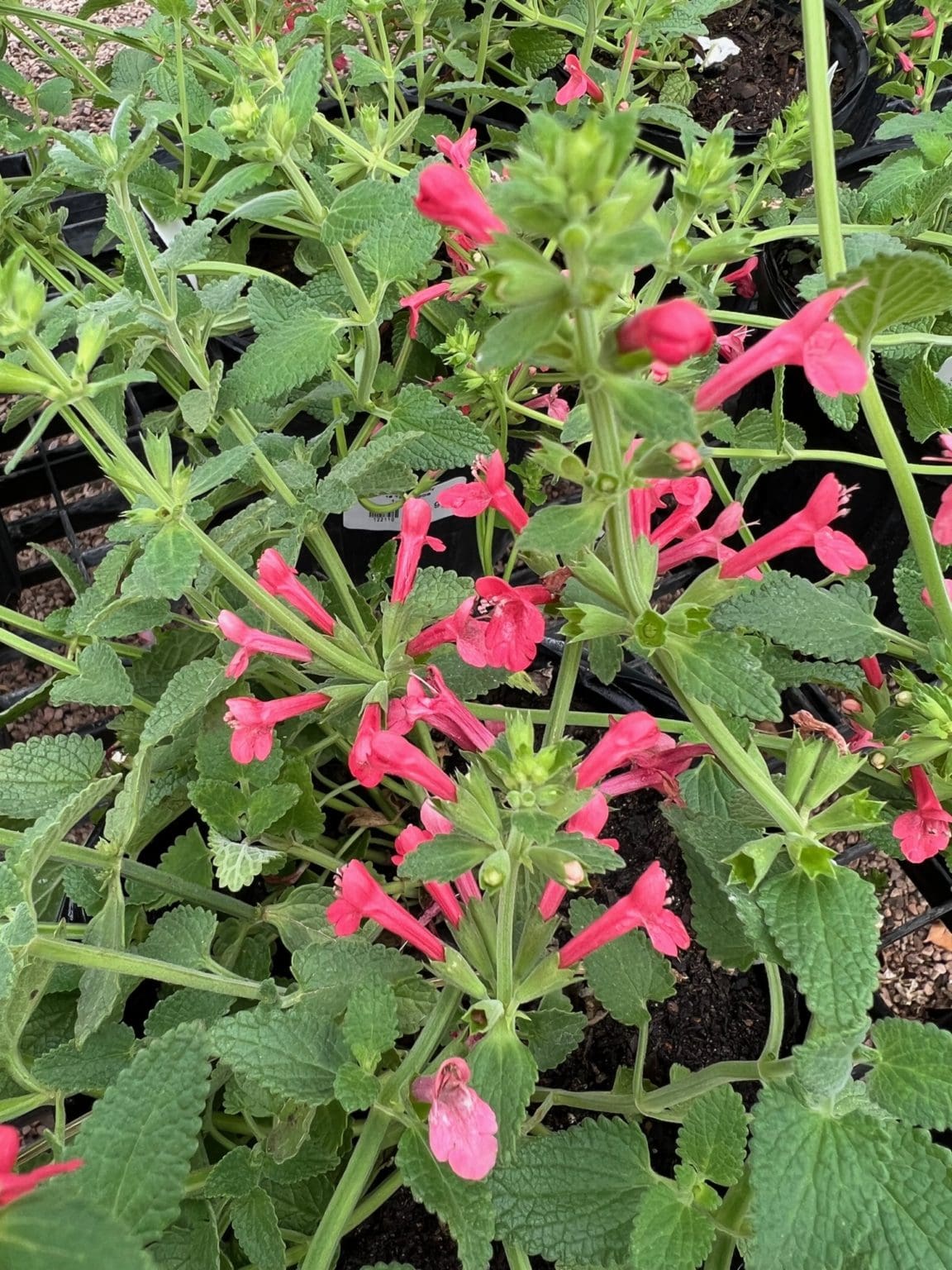 Native Perennials for Central Texas - Backbone Valley Nursery