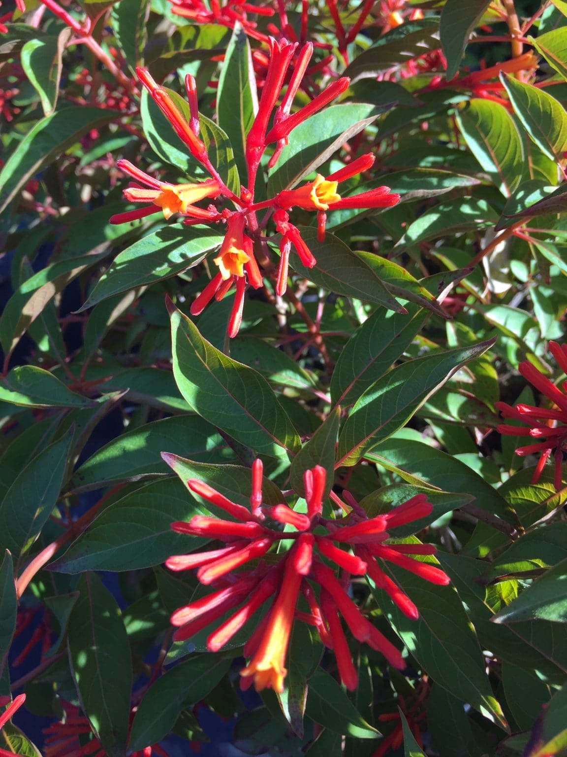 Adaptive Perennial Color for Hot Texas Summers - Backbone Valley Nursery