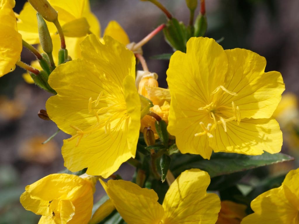 Native Perennials for Central Texas - Backbone Valley Nursery