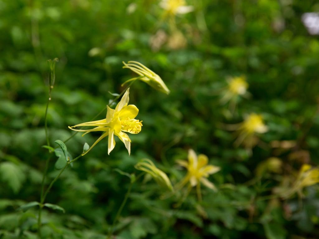 Native Perennials for Central Texas - Backbone Valley Nursery