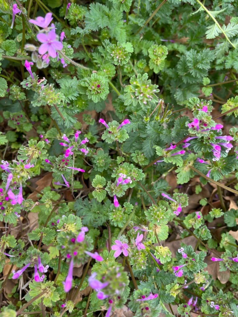 Weeds: Winter Annuals - Backbone Valley Nursery
