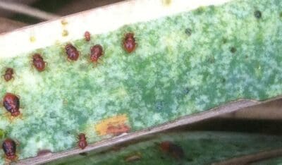 Yucca Plant Bugs - Backbone Valley Nursery