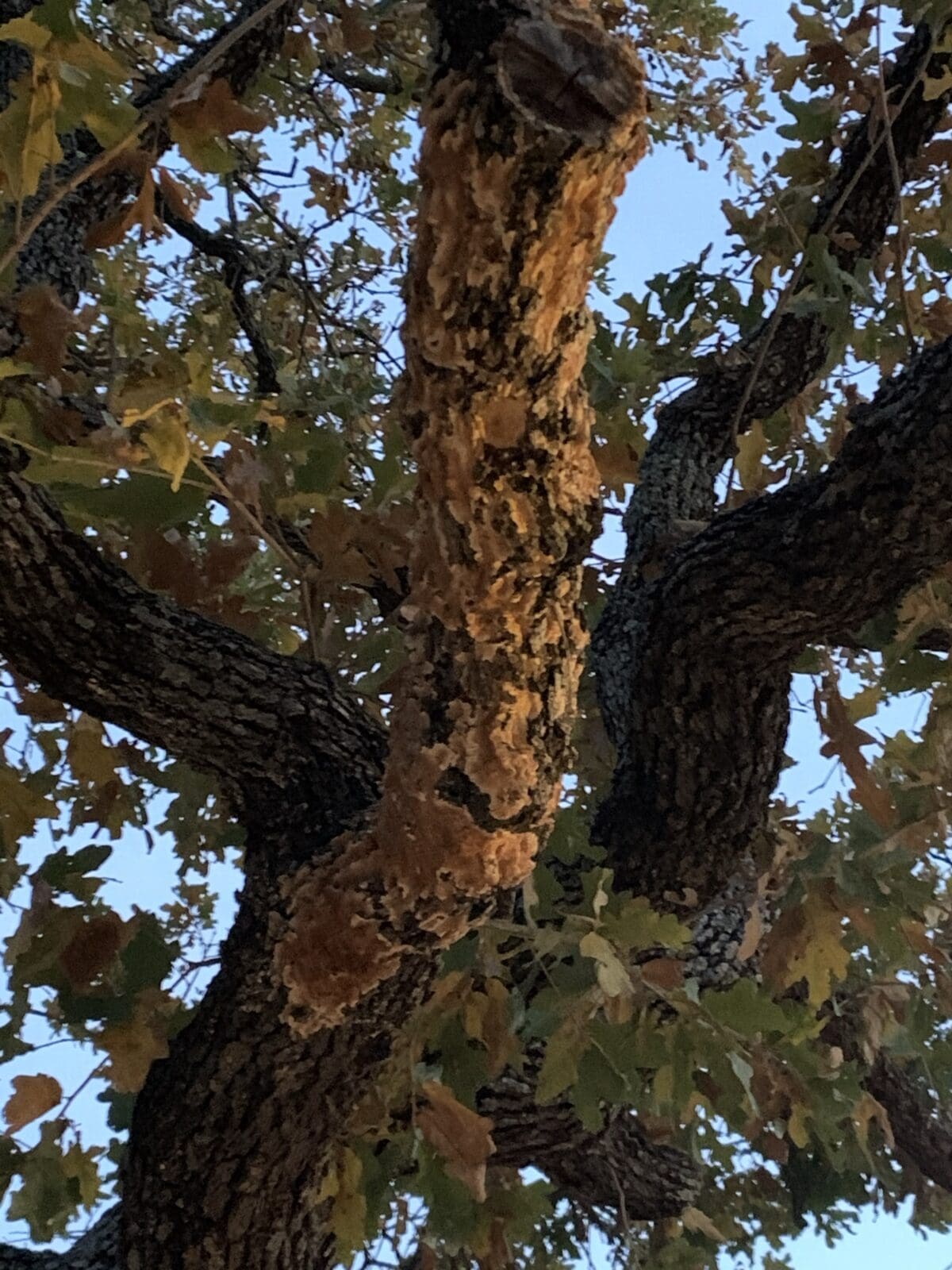 Rapid Decline of Post Oaks in Texas - Backbone Valley Nursery