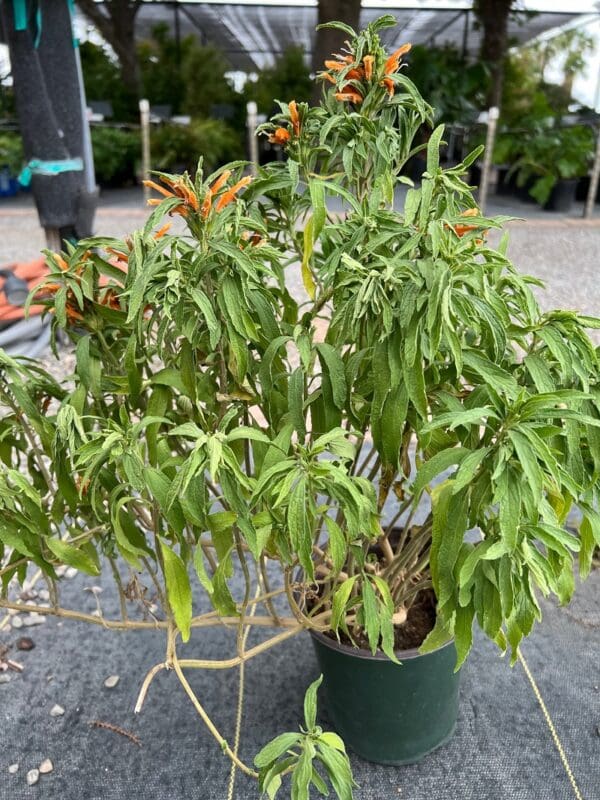 What to do When Plants Wilt - Backbone Valley Nursery