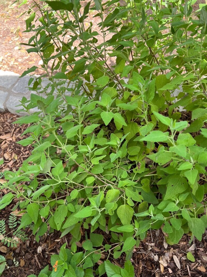 What to do When Plants Wilt - Backbone Valley Nursery