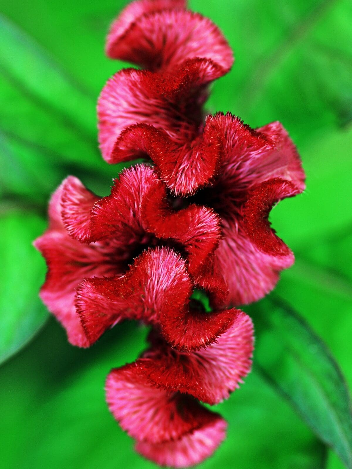 Fascinating Fasciation - Backbone Valley Nursery