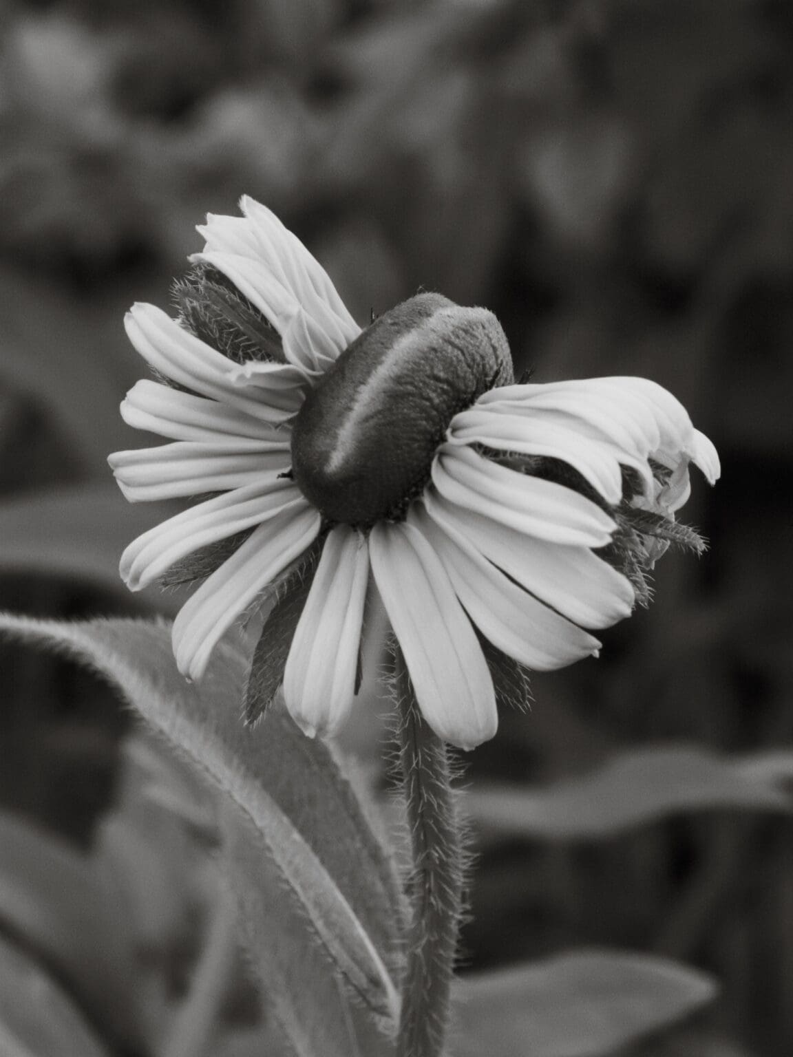 Fascinating Fasciation - Backbone Valley Nursery